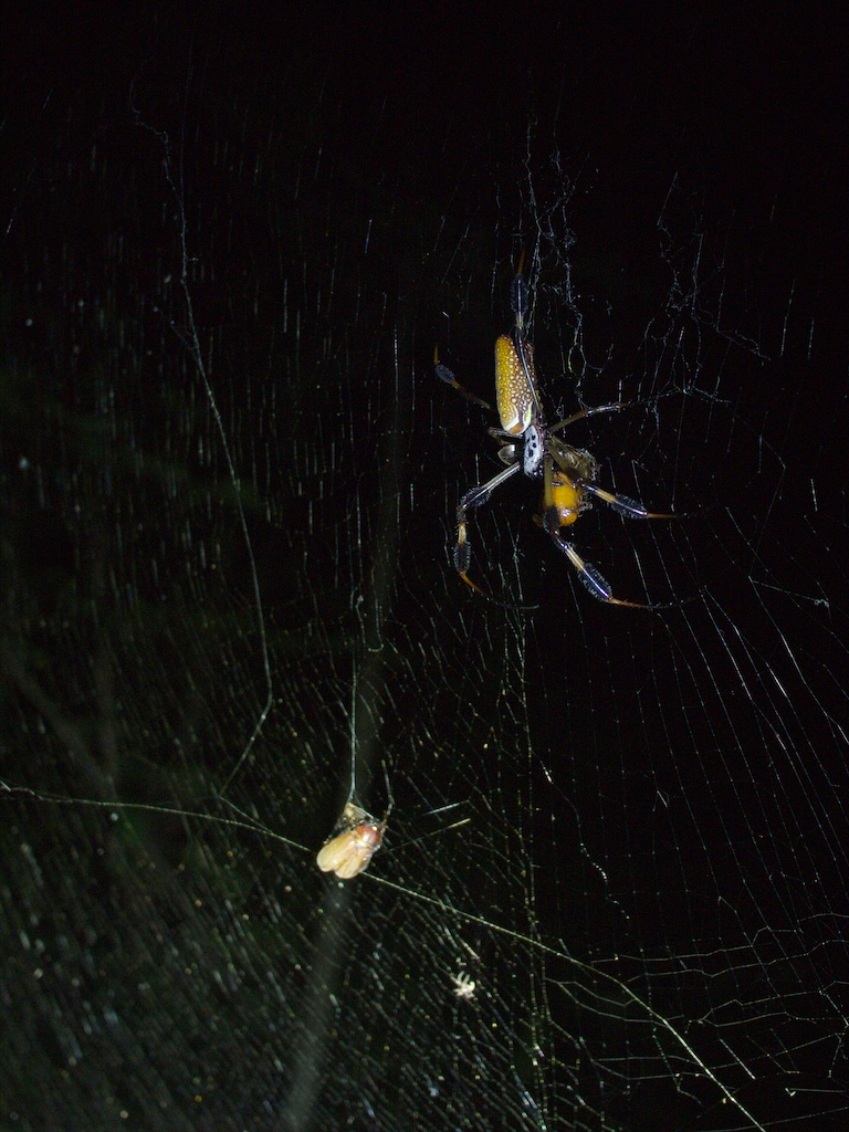 Spider Webs! – The Weetock Trail